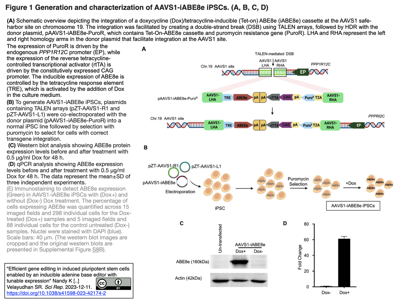 iPS細胞における効率的遺伝子編集を, 発現調節が可能な誘導性ABE8eで実現 : crisp_bio
