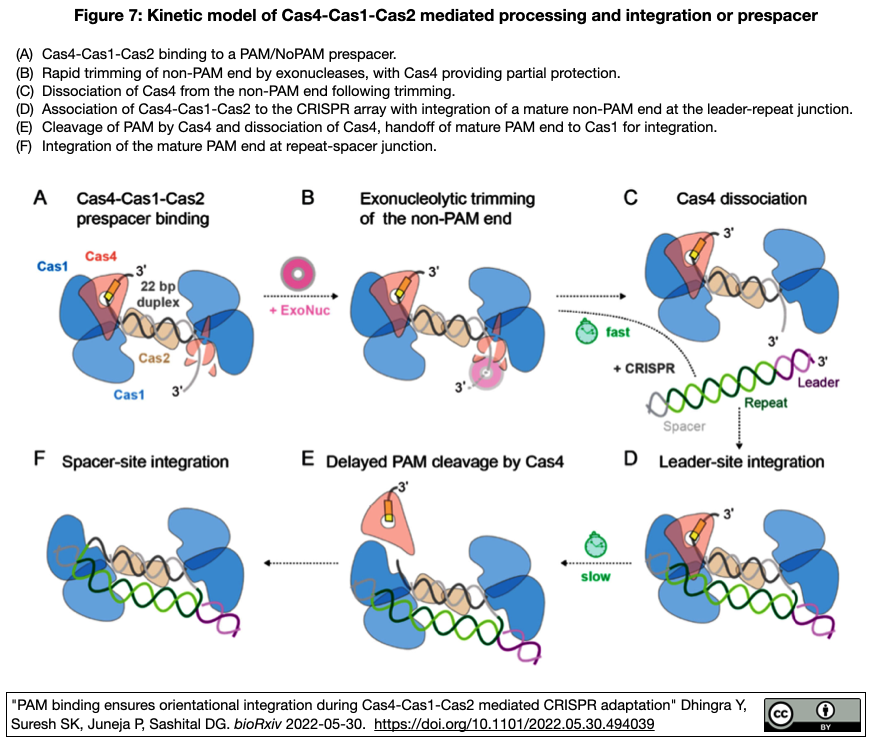 Cas4-Cas1-Cas2が介在するCRISPRアダプテーション過程において、PAM結合がCRISPRアレイへの正しいスペーサ組み込みを保証 ...