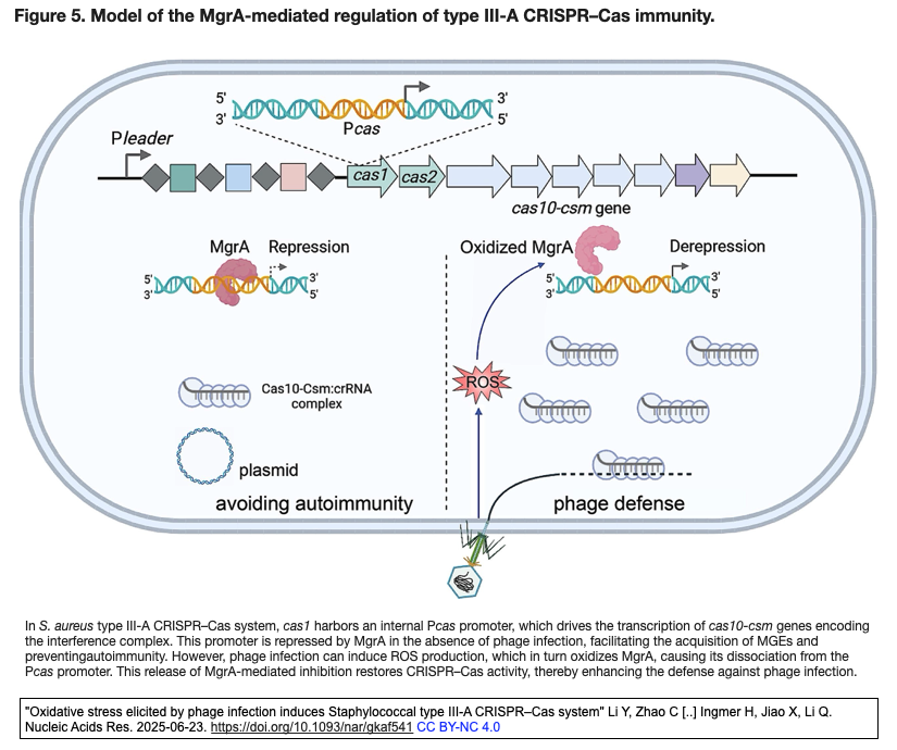 ファージ感染によって引き起こされる酸化ストレスが, 黄色ブドウ球菌のタイプIII-A CRISPR-Casシステムを活性化する : crisp_bio