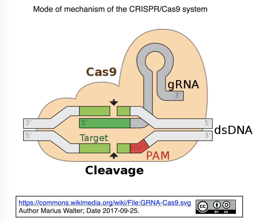 [解説] Cas9を(R-)ループから遠ざける抗CRISPR (Acr) タンパク質 : crisp_bio