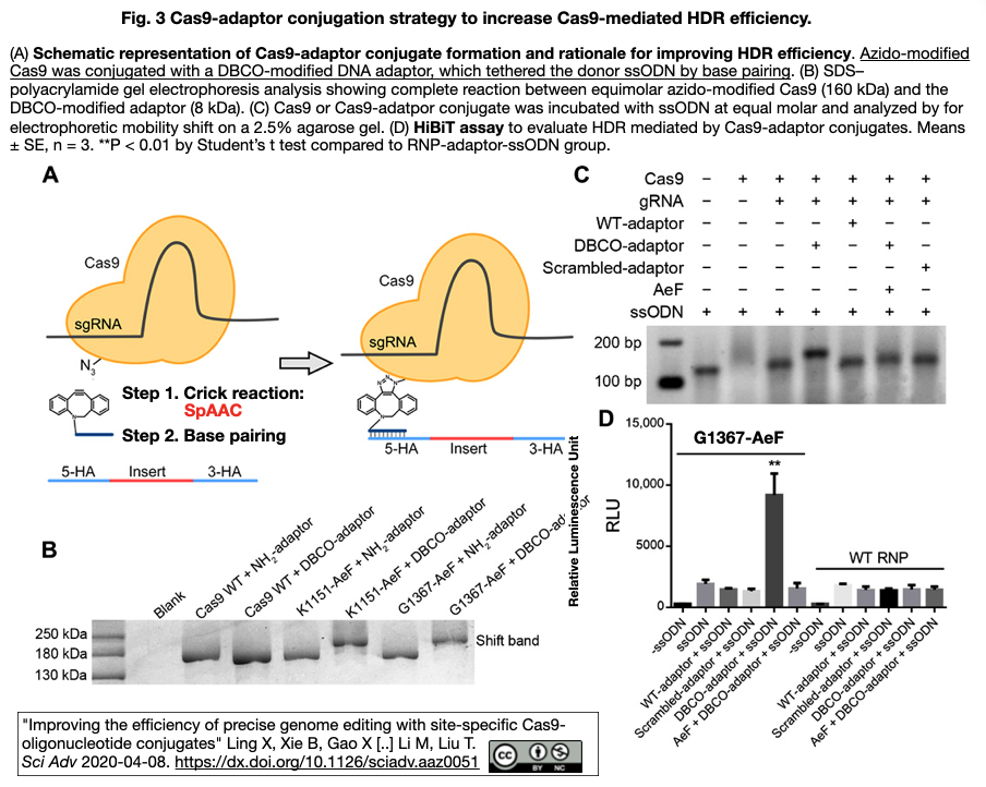 HDR効率向上: Cas9特定サイトにオリゴヌクレオチドを結合、標的部位でのドナーssODNの高濃度化を実現 : crisp_bio