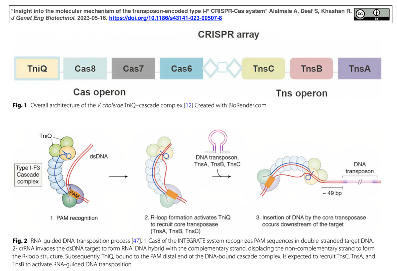 [レビュー] トランスポゾンにコードされたタイプI-F CRISPR-Casシステムの分子機構 : crisp_bio