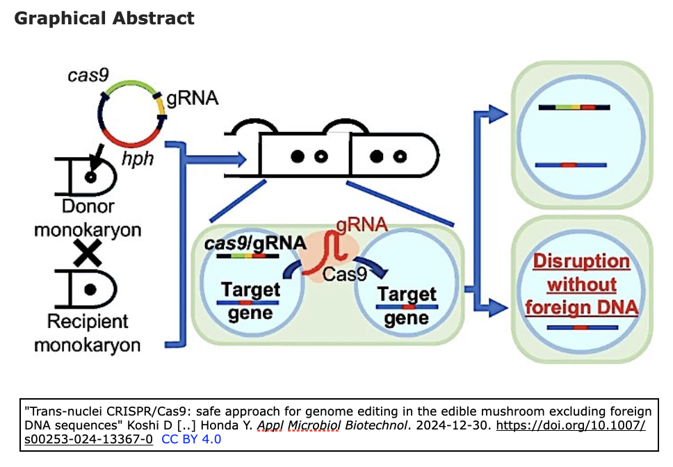外来DNA配列を含まない安全な食用キノコのゲノム編集法"Trans-nuclei CRISPR/Cas9" : crisp_bio