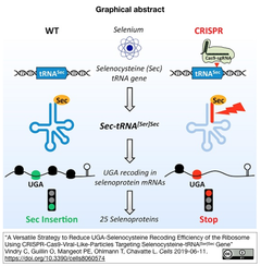 ウイルス様粒子 (VLP)によりCas9-sgRNA RNPを送達し、UGA終止コドンのセレノシステインへの読み換えを抑制 : crisp_bio