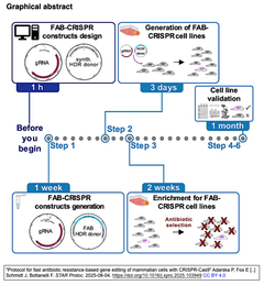 抗生物質耐性カセットを介した濃縮により, CRISPR-Cas9による哺乳類細胞内のタンパク質標識を効率化 : crisp_bio