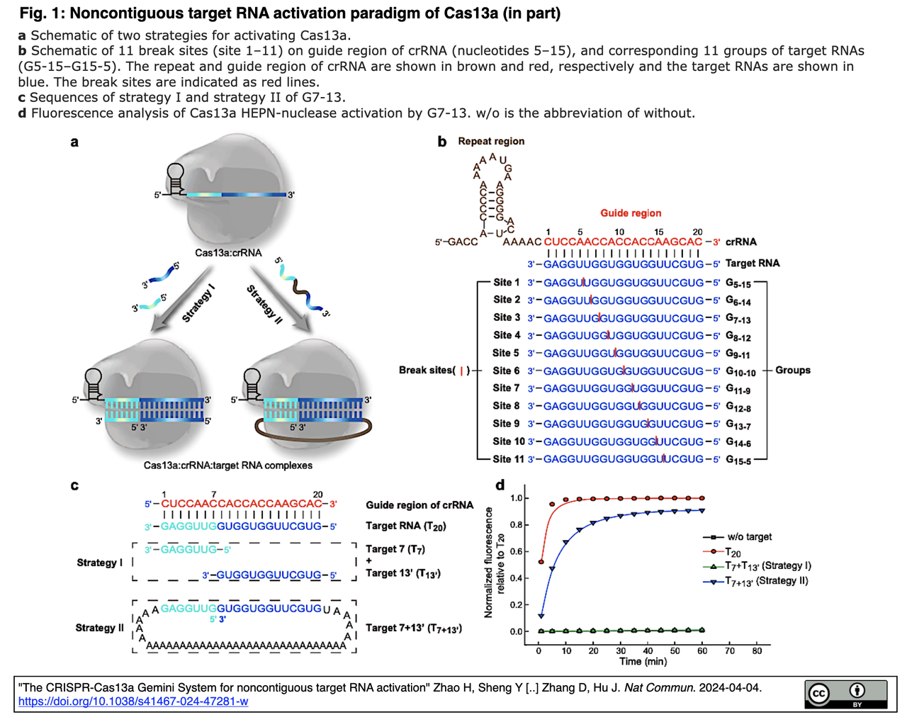 多重な標的の検出と編集の同時実行を可能とするCRISPR-Cas13a Geminiシステムを開発 : crisp_bio