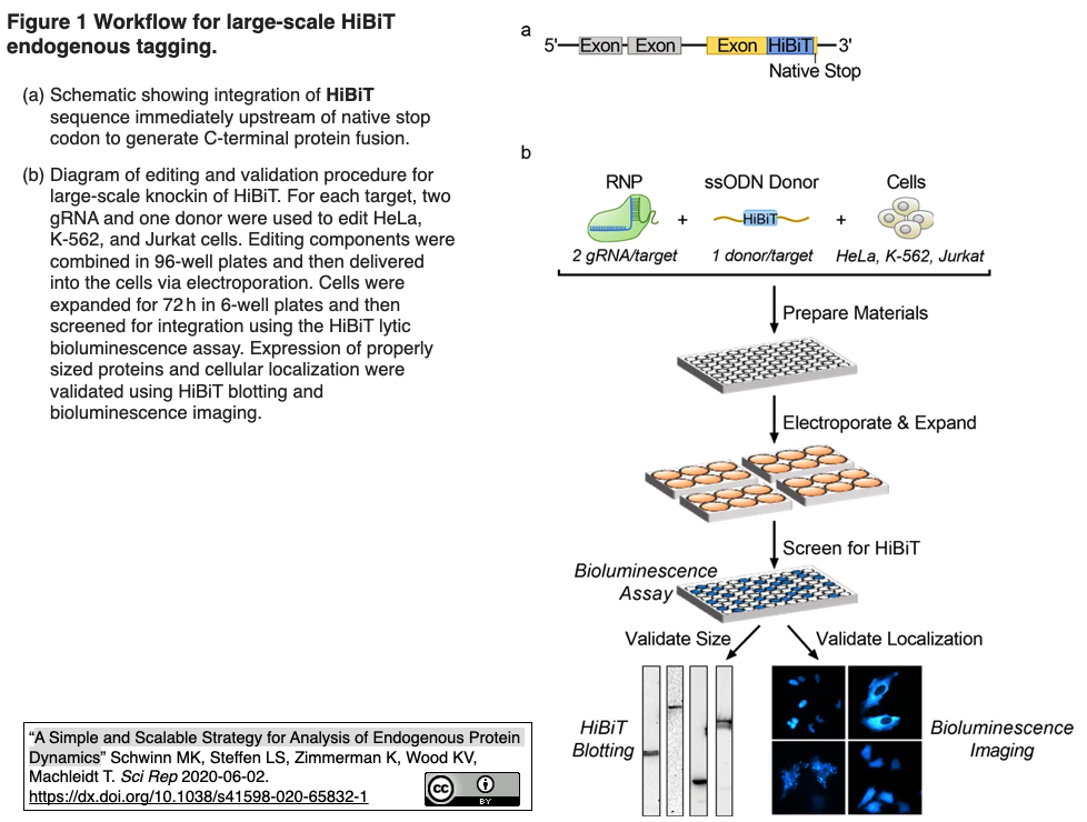 HiBiTタグのCRISPR-Cas9 KIにより内在タンパク質多数の動態を容易に特定可能に : crisp_bio