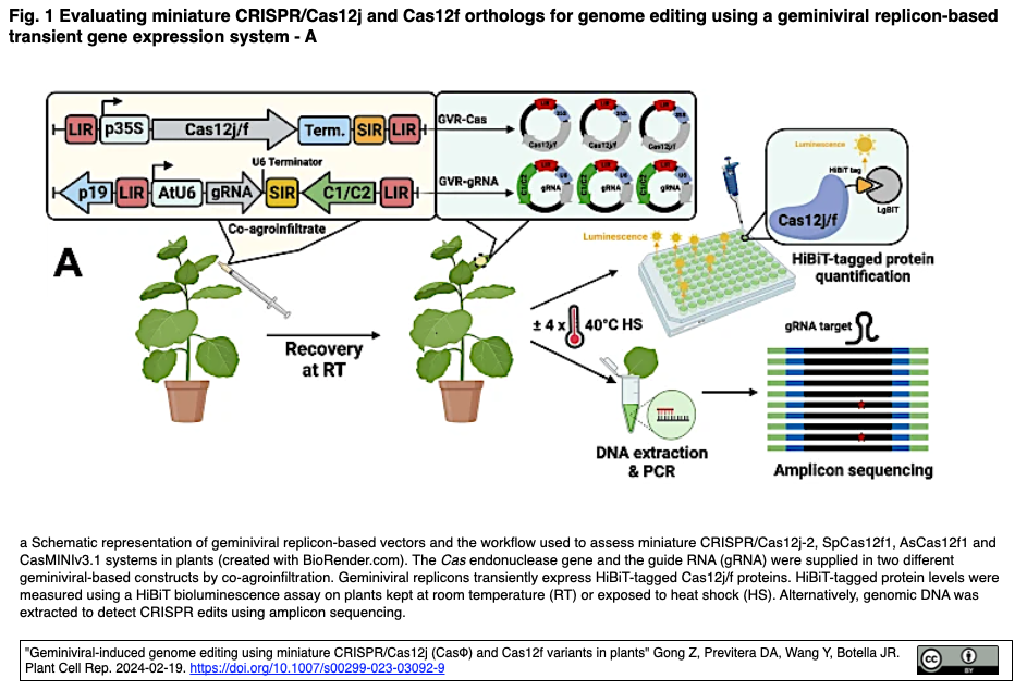 植物におけるミニチュアCRISPR/Cas12j (CasΦ)およびCas12f変異体を用いたジェミニウイルス誘発ゲノム編集 : crisp_bio
