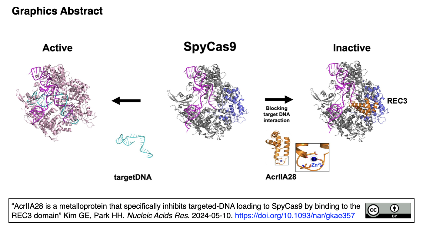 AcrIIA28は、REC3ドメインに結合することでSpyCas9への標的DNAローディングを特異的に阻害する金属タンパク質である ...