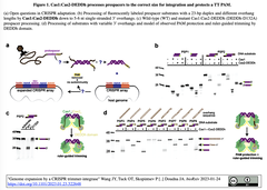 [20230617更新] Cas4を欠失したCRISPRシステムの適応ステージを担うCas1-Cas2/DnaQ-like ...