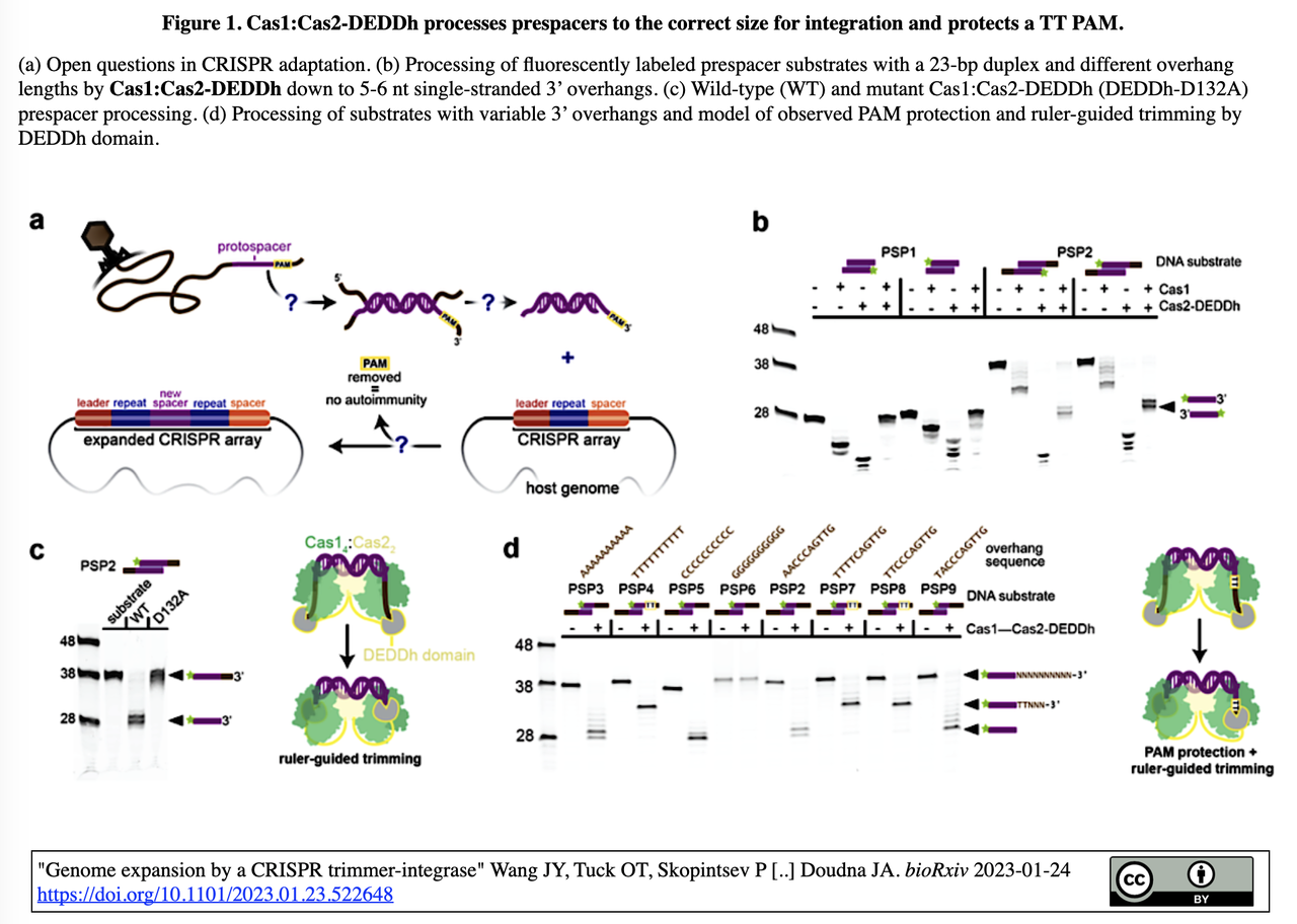 [20230617更新] Cas4を欠失したCRISPRシステムの適応ステージを担うCas1-Cas2/DnaQ-like ...