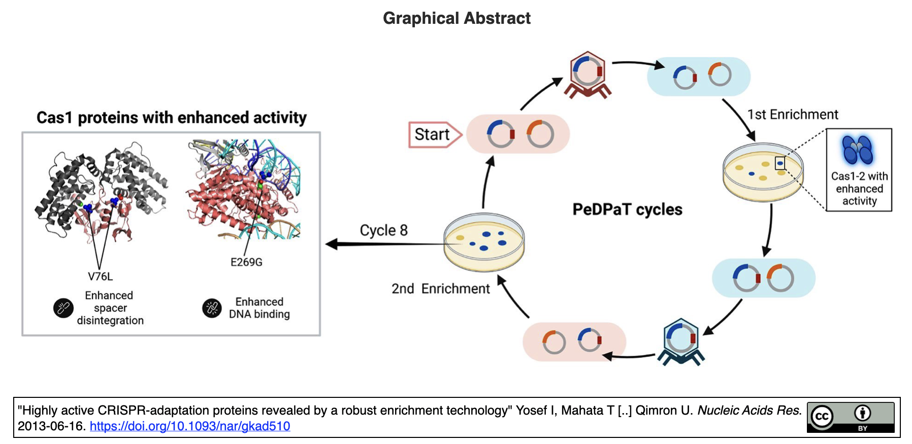 微生物のCRISPR適応免疫システムにおいて適応過程を担うタンパク質 (Cas1-Cas2)の高活性化 : crisp_bio