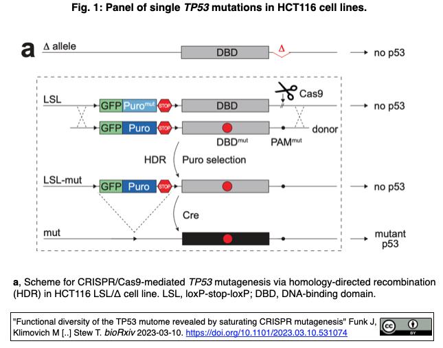CRISPR-Cas9を介した飽和変異導入により明らかになったTP53変異体の機能的多様性 : crisp_bio