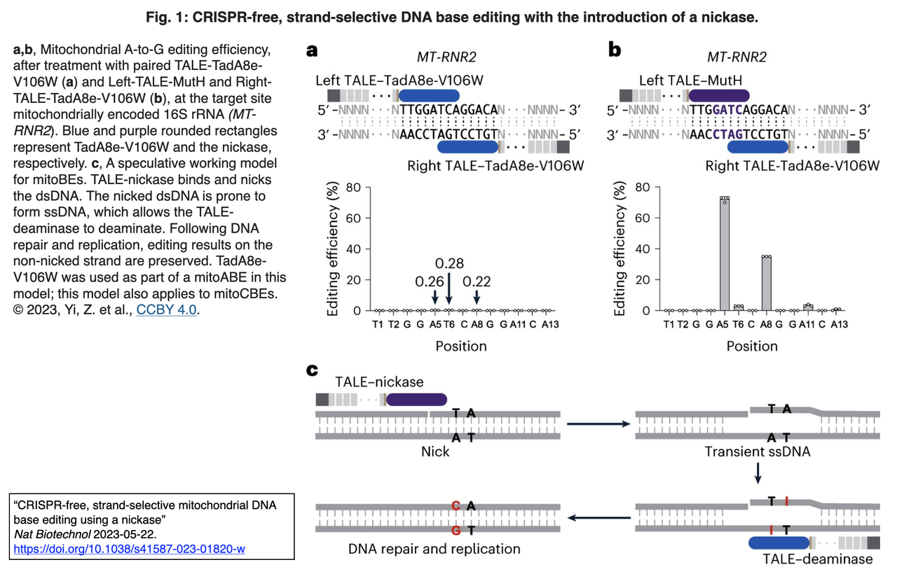 TALEを利用したDNA鎖選択的ミトコンドリアDNA塩基エディターmitoBE : crisp_bio