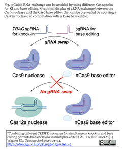 [20230504更新] Cas12a ULTRAとnCas9-ABEの併用により、染色体転座を回避しつつ、CAR-T細胞を樹立 ...
