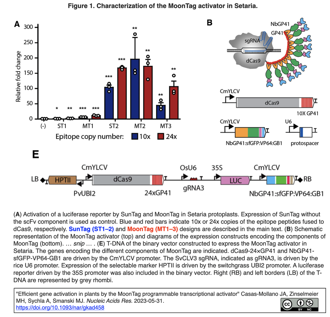 MoonTag: 植物における遺伝子の効率的活性化を実現するプログラム可能な転写活性化因子 : crisp_bio