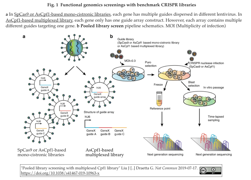 AsCpf1の多重化に基づくゲノムワイドCRISPRノックアウトスクリーン用ライブラリの最小化 : crisp_bio