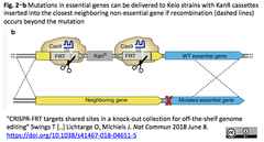 CRISPRメモ_2018/06/13 (2C-HR-CRISPR, CRISPR-FRT, Pol-II gRNA発現 ...