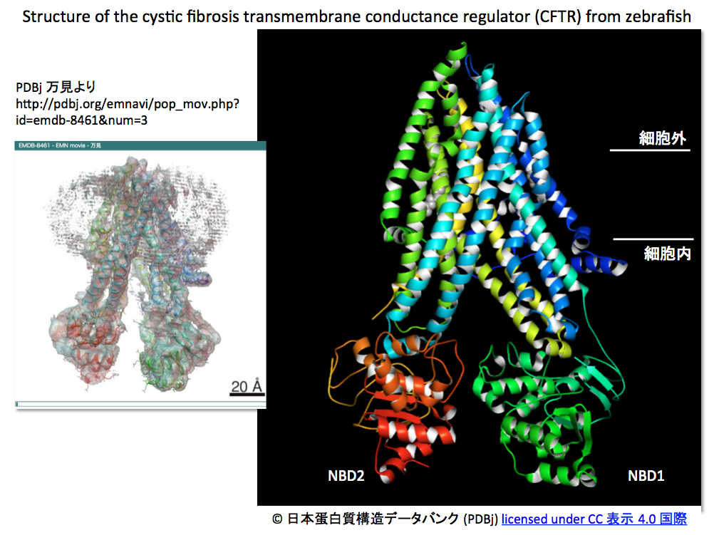 CFTR（嚢胞性線維症膜コンダクタンス制御因子）の原子構造 : crisp_bio
