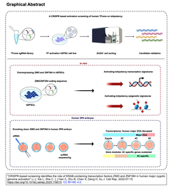 CRISPRaスクリーンにより, ヒトの全能性とmajor ZGAの制御因子を同定 : crisp_bio