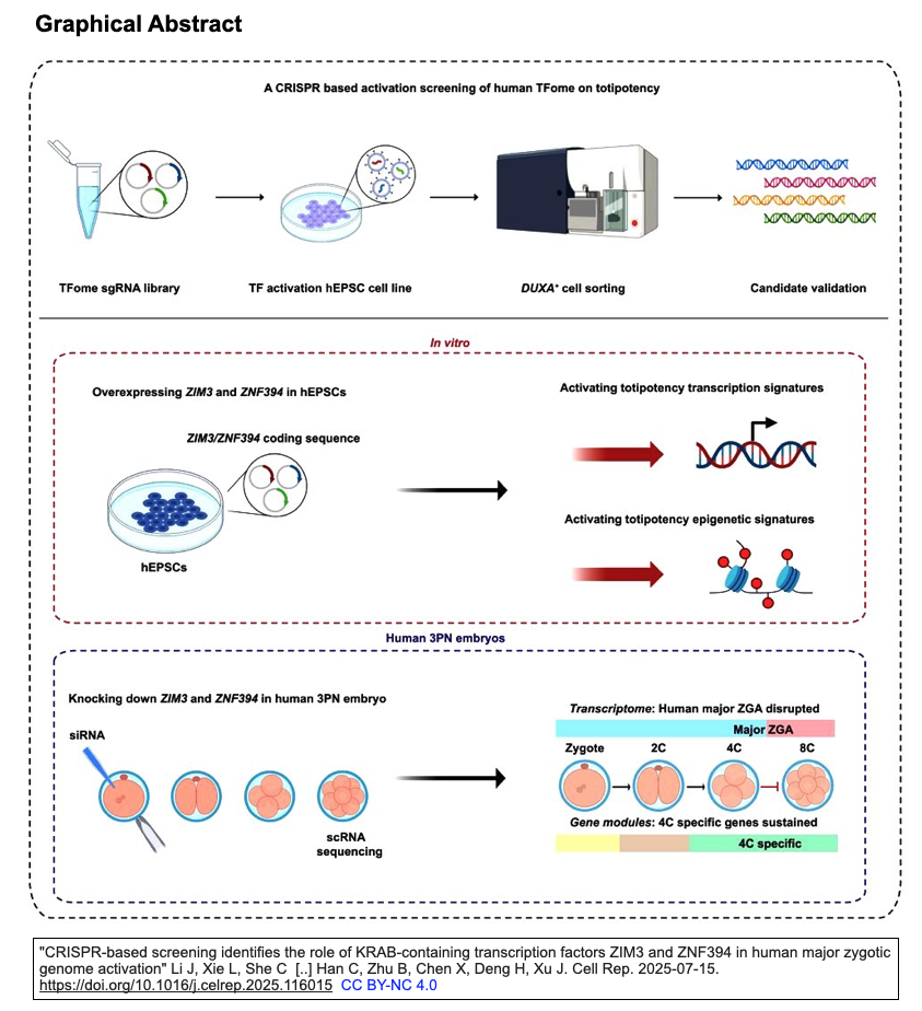 CRISPRaスクリーンにより, ヒトの全能性とmajor ZGAの制御因子を同定 : crisp_bio