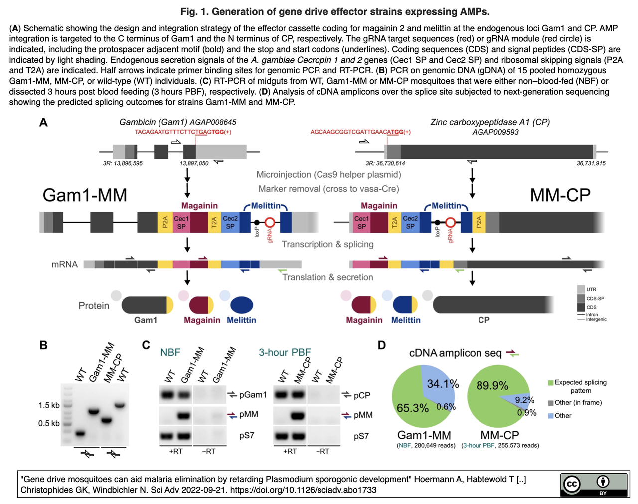 遺伝子ドライブを組み込んだ蚊が、マラリア原虫の胞子嚢形成を抑制し、マラリア撲滅に貢献する可能性 : crisp_bio