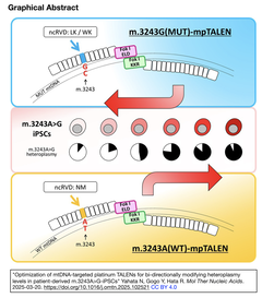 患者由来のiPS細胞 におけるヘテロプラスミーレベルの双方向修正を実現するmtDNA標的プラチナTALEN の最適化 : crisp_bio