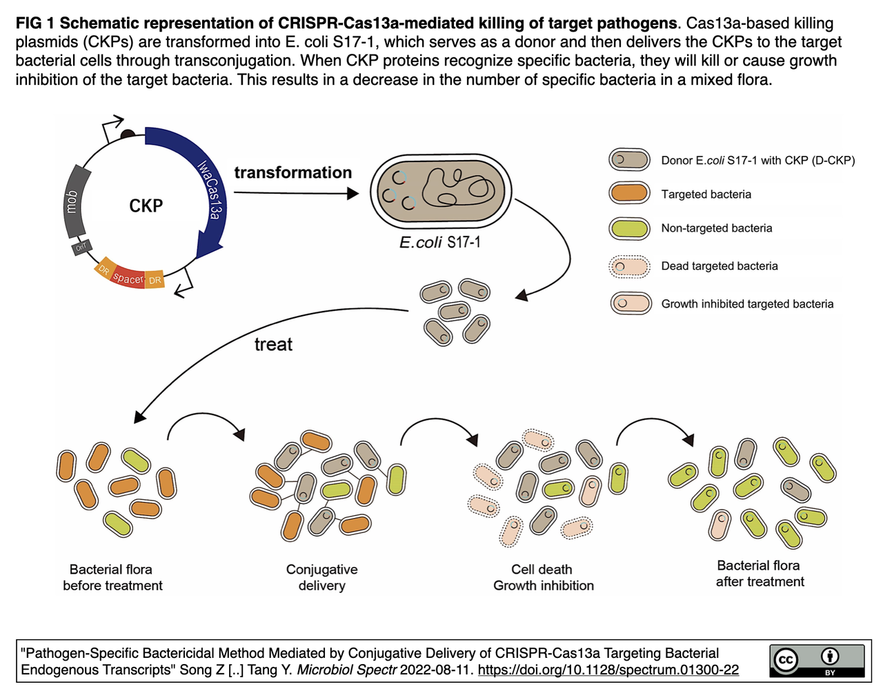 バクテリアの内在転写産物を標的とするCRISPR-Cas13aを接合性プラスミドで送達することで、病原体特異的抗菌を実現 : crisp_bio
