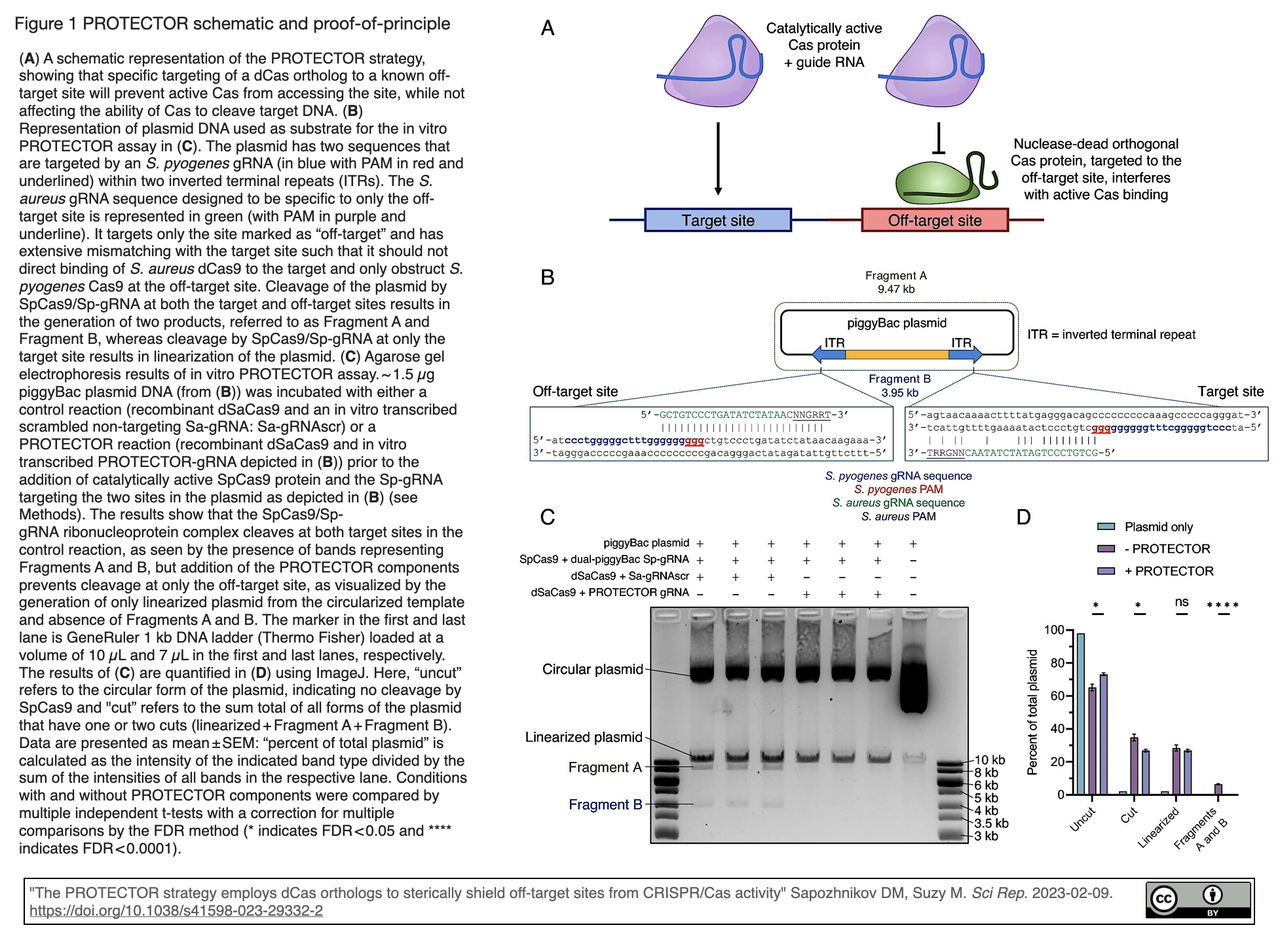 Cas9のオフターゲット部位をdCasオーソログにて立体的に遮蔽してオフターゲット編集を抑制するPROTECTOR戦略 : crisp_bio