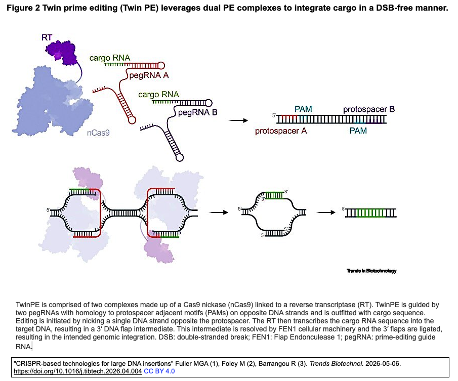 [レビュー] 大規模DNA挿入のためのCRISPRベースの技術 : crisp_bio
