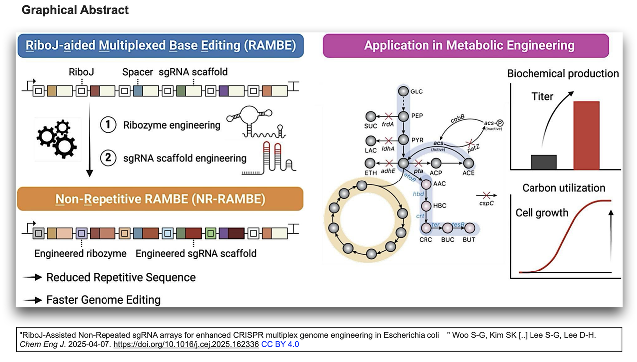 リボザイムの利用とガイドRNAの改変を介して大腸菌において効率的かつスケーラブルな多重化塩基編集を実現 : crisp_bio