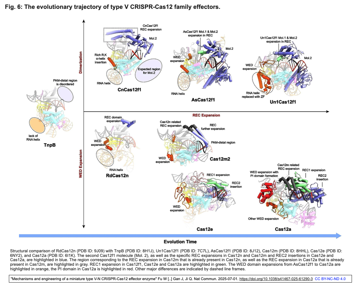 コンパクトなタイプV CRISPR-Cas12nエフェクター酵素の機構とエンジニアリング : crisp_bio