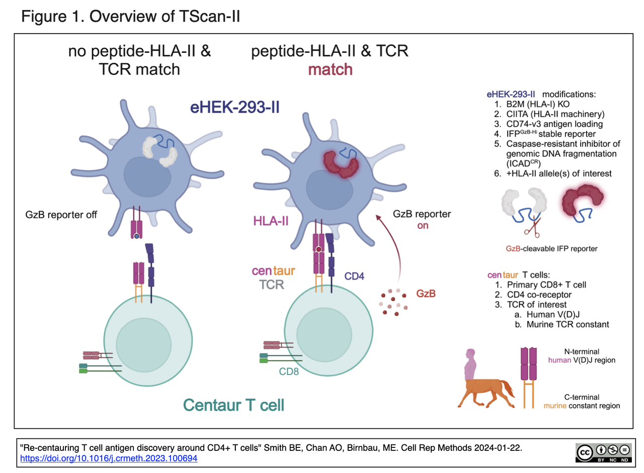 [20240125更新] TScan-II：CD陽性T細胞エピトープのde novo同定のためのゲノムスケールプラットフォーム : crisp_bio