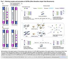 DNAおよびRNA検出用のチューブベースのCas12a/Cas13aバイオセンサー : crisp_bio