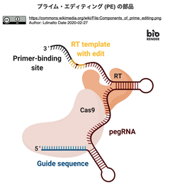 プライム編集 (PE) をベースとするPASTEと PASSIGE (prime-assisted site-specific ...