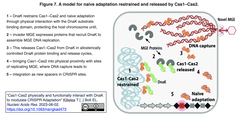 Cas1-Cas2はDnaKとの物理的かつ機能的相互作用を介してCRISPRシステムにおける適応のステージを調節する : crisp_bio