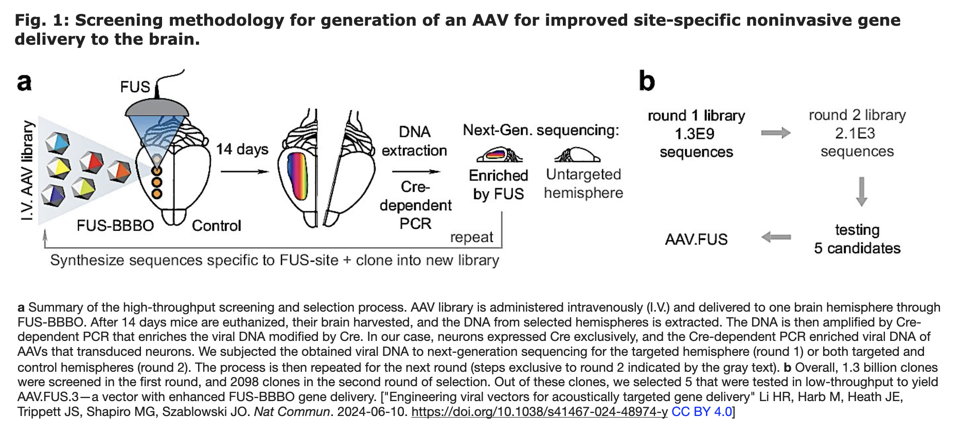 集束超音波を介した脳への非侵襲的遺伝子送達を可能にするウイルスベクターを開発 : crisp_bio