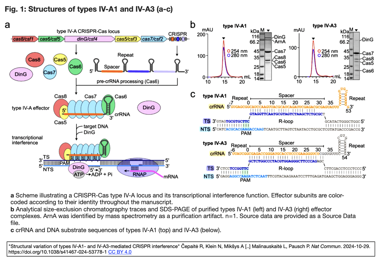 タイプIV-A CRISPR-Casシステム（IV-1とIV-A3）によるDNA干渉の構造基盤 : crisp_bio