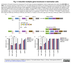ラパマイシンで再構成を誘導するスプリット型ABE8eによる生体内での正確な塩基編集 : crisp_bio
