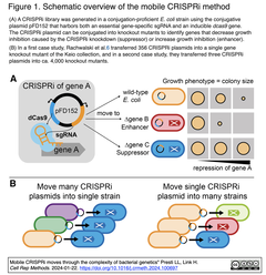 接合性プラスミドで送達するモバイルCRISPRiにより, 大腸菌の必須遺伝子が関与する遺伝子間相互作用を捉えた : crisp_bio