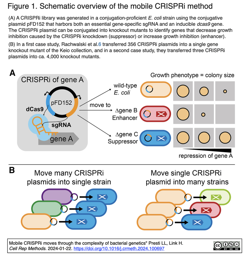 接合性プラスミドで送達するモバイルCRISPRiにより, 大腸菌の必須遺伝子が関与する遺伝子間相互作用を捉えた : crisp_bio