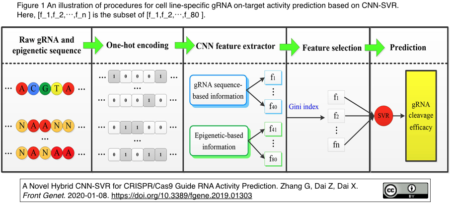 深層学習CNNと機械学習SVRのハイブリッドによりgRNAの活性予測精度を向上 : crisp_bio