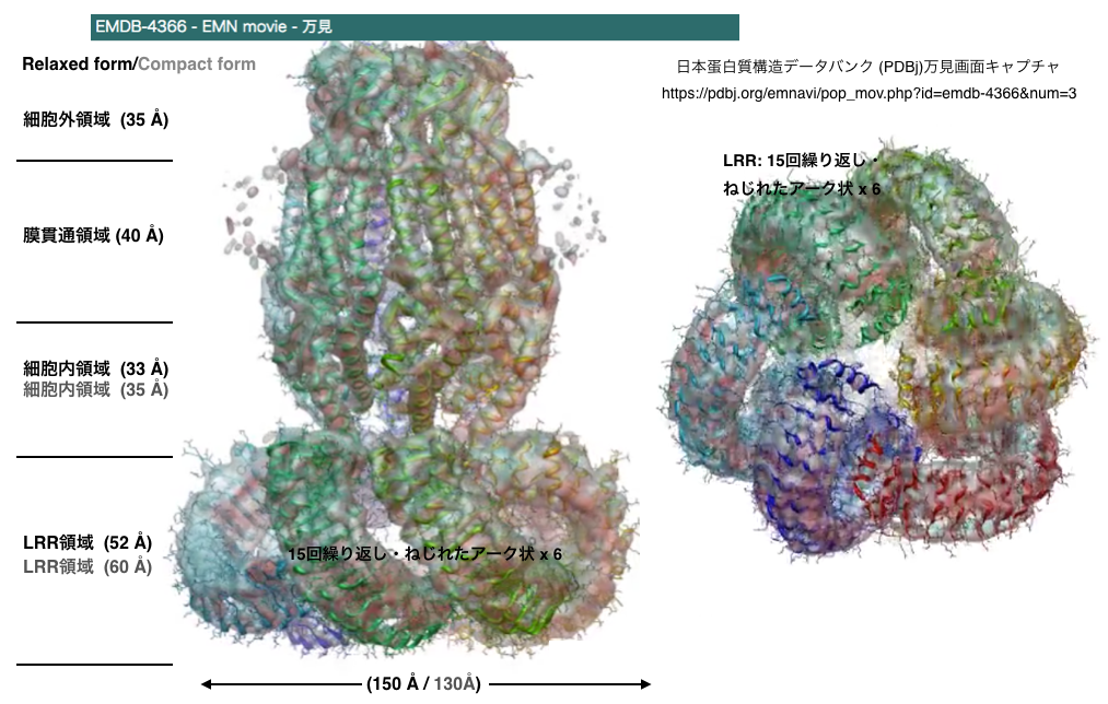 容積感受性外向整流性アニオンチャネルLRRC8のクライオ電顕構造 : crisp_bio