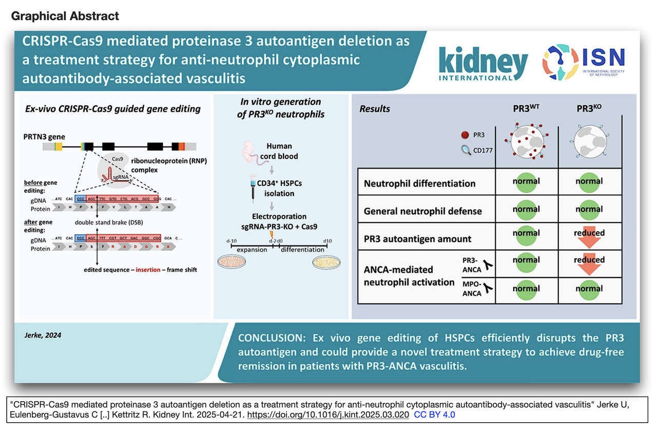 抗好中球細胞質自己抗体関連血管炎症候群の治療戦略としてのCRISPR-Cas9を介したプロテアーゼ3自己抗原の欠失 : crisp_bio