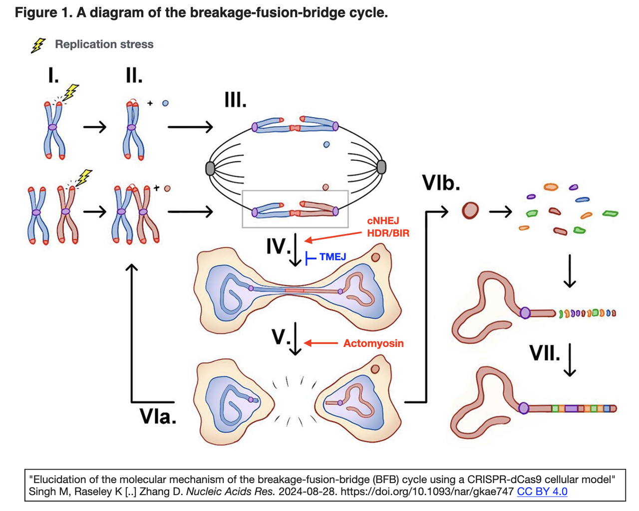 CRISPR-dCas9で構築した細胞モデルを利用して, 染色体の切断-融合-架橋サイクルの分子機構を解明 : crisp_bio
