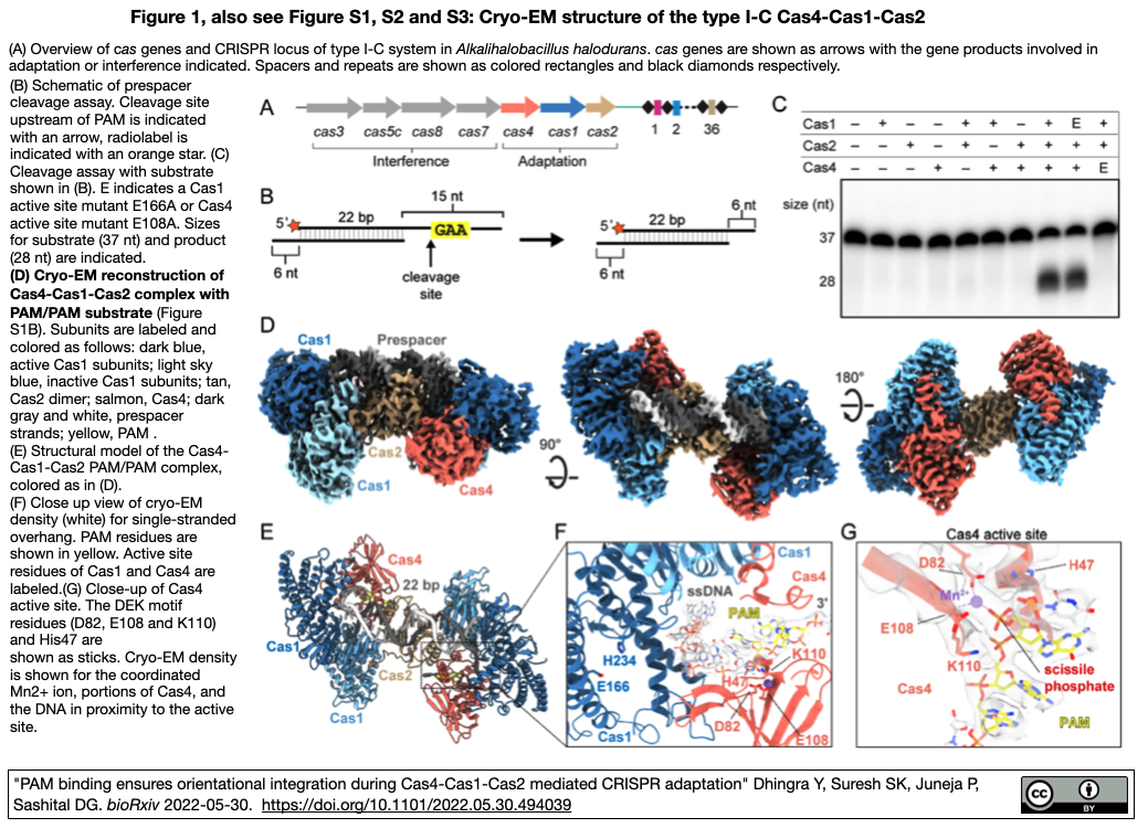 Cas4-Cas1-Cas2が介在するCRISPRアダプテーション過程において、PAM結合がCRISPRアレイへの正しいスペーサ組み込みを保証 ...