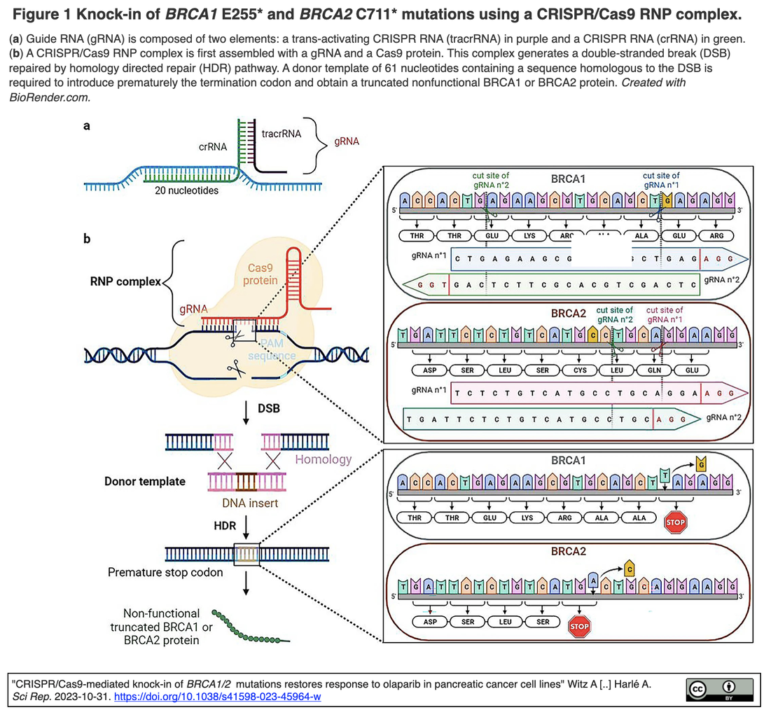 膵癌細胞株のオラパリブに対する感受性を, CRISPR/Cas9 KIを介したBRCA1/2遺伝子への変異導入により回復する : crisp_bio