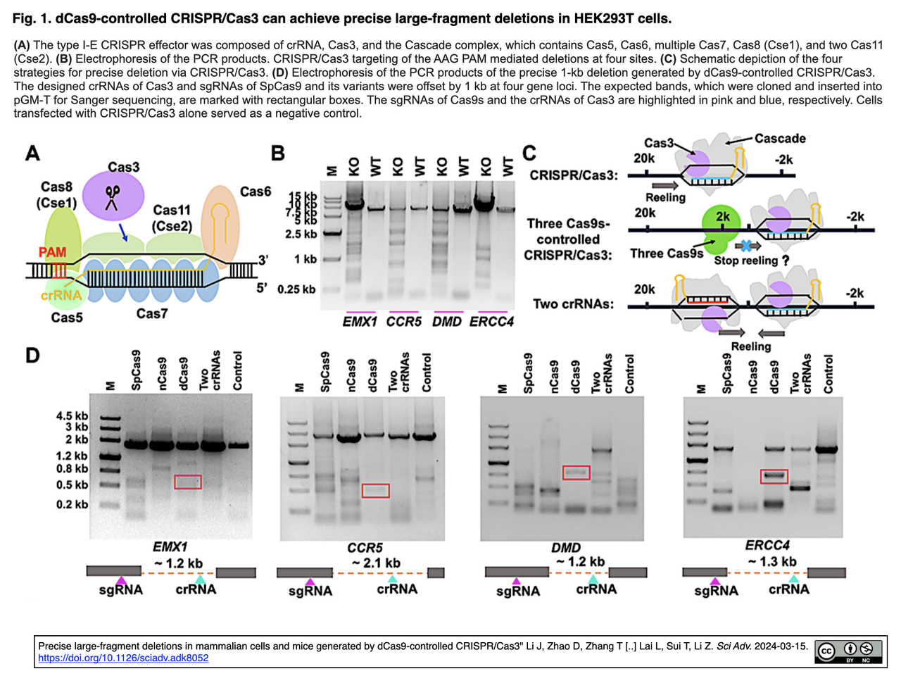 dCas9でCRISPR/Cas3を制御することで, 哺乳類細胞およびマウスに精密な大断片欠失を実現 : crisp_bio