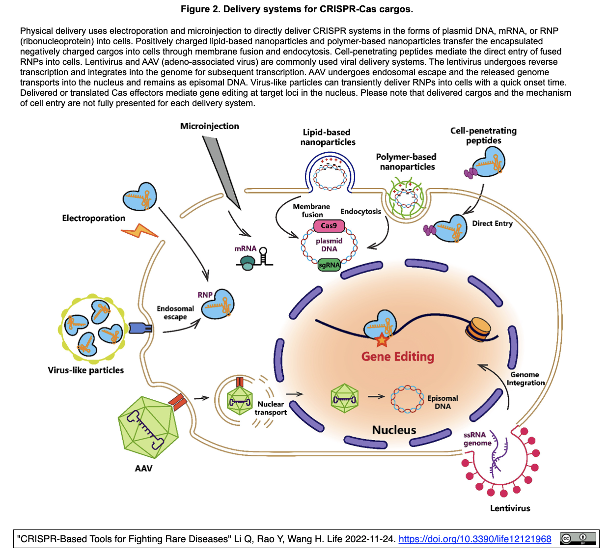 [レビュー] 希少疾患治療に向けたCRISPRツール : crisp_bio