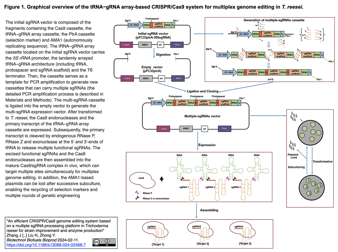 糸状菌Trichoderma reeseiの菌株改良と酵素生産向上を多重sgRNAを介した効率的CRISPR/Cas9ゲノム編集システムにより ...